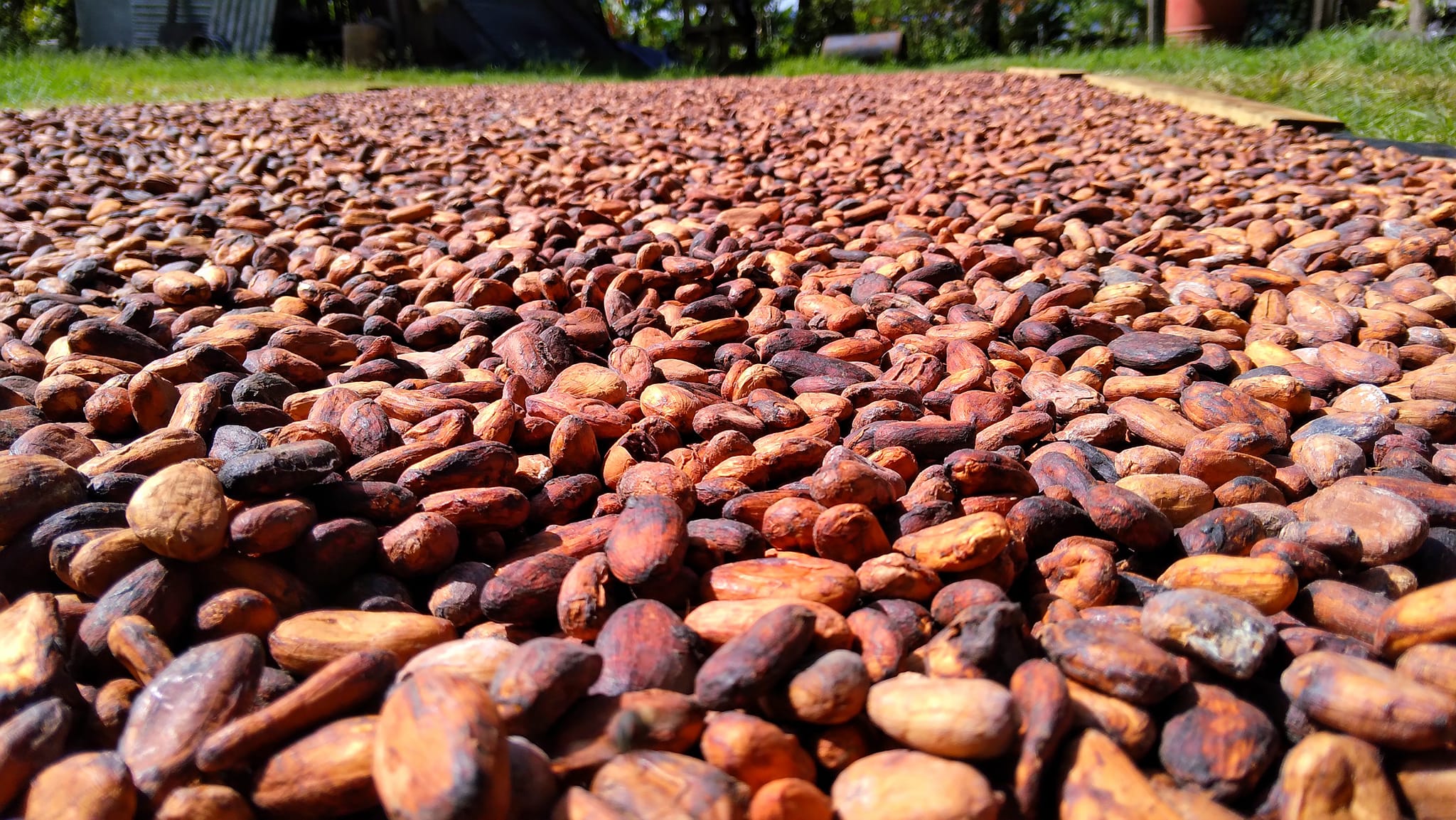 ENCOURAGING MORE COCOA FARMING IN BUKAWA