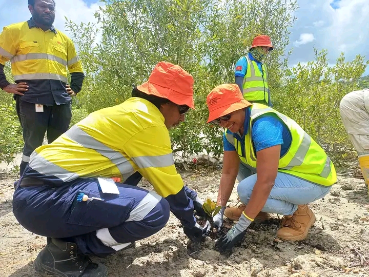 500 MORE MANGROVES PLANTED IN MOTUKEA